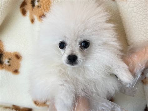 포메라니안 은혜 샴분양가격 셀커크렉스분양가격 스코티쉬폴드분양가격 스핑크스분양가격 아메리칸숏헤어분양가격 아메리칸컬분양가격 아비시니안분양가격 엑조틱분양가격 터키시앙고라분양가격