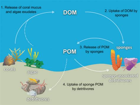Sea Sponge Diagram