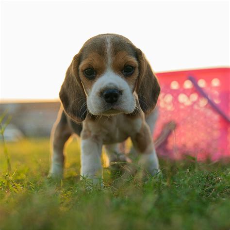 比格犬飼養建議精力充沛的狗狗特徵與照顧要點 豪拜兒