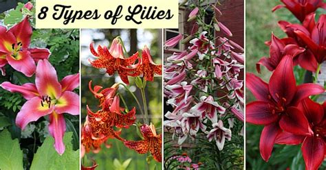 Types Of Lilies 8 Beautiful Cold Hardy Choices For The Garden