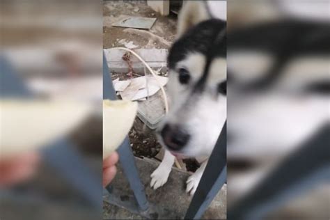给傻狗带了根小香蕉 萌宠来袭