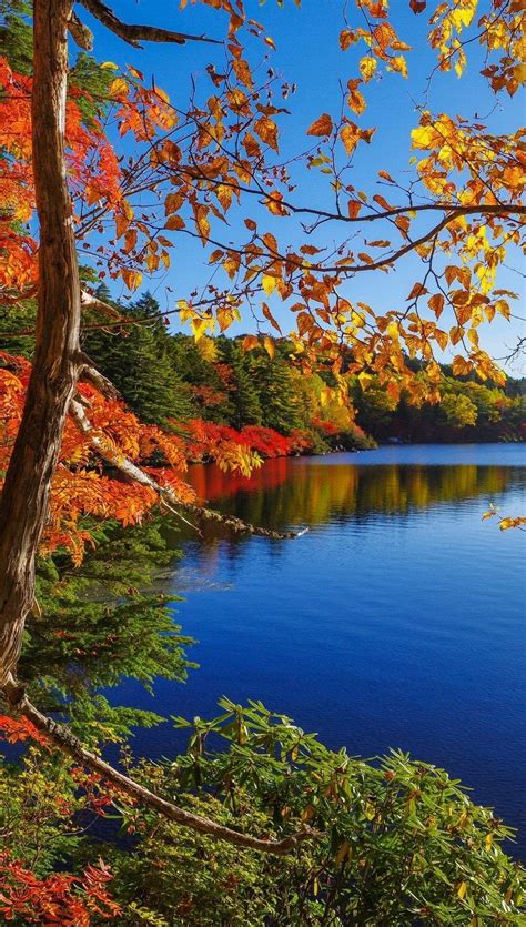 Otoño En Lago Junto Al Bosque Fondo De Pantalla Id10707