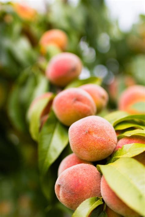 What Is Peach Its Benefits And History