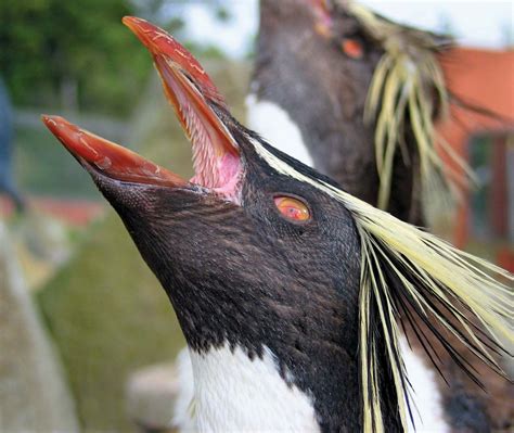 Eastern Rockhopper Penguin Rockhopper Penguin Facts Pictures And More