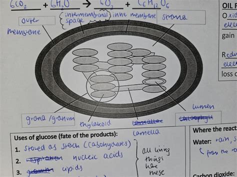 Photosynthesis Flashcards Quizlet