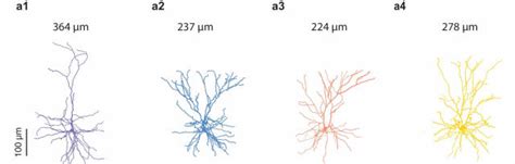 Neuroscience And Stuff On Tumblr