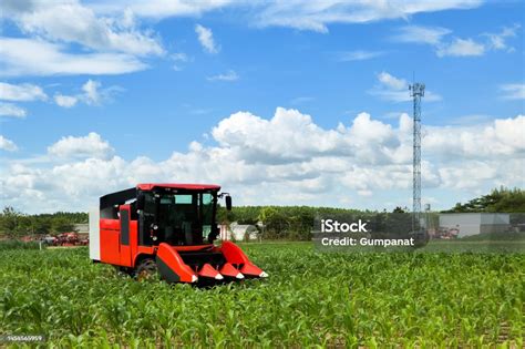 Ai 로봇 자동 제어 기능이있는 미니 빨간 옥수수 결합 수확기 트랙터는 농촌 농업에서 옥수수 밭을 재배하고 수확하는 데 도움이됩니다 신기술 농업 산업 로봇에 대한 스톡 사진