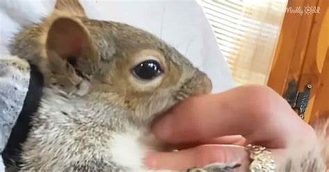 Generous Woman Builds Treehouse For Baby Squirrel That Wouldnt Leave Her Madly Odd
