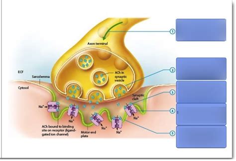 Anatomy Module 3 Lecturelab Exam Label The Diagram Diagram Quizlet