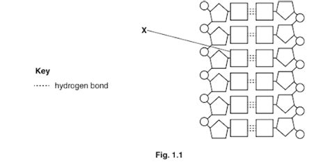 Fig 1 1 Is A Diagram Showing The Structure Of A Section Of A DNA Molecul