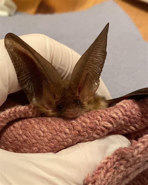 Many Bats Use Their Uropatagium The Tail Membrane Between Their Legs