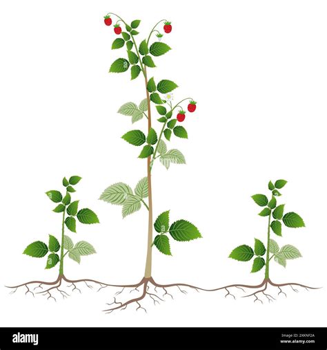Root System Growing Stock Vector Images Alamy