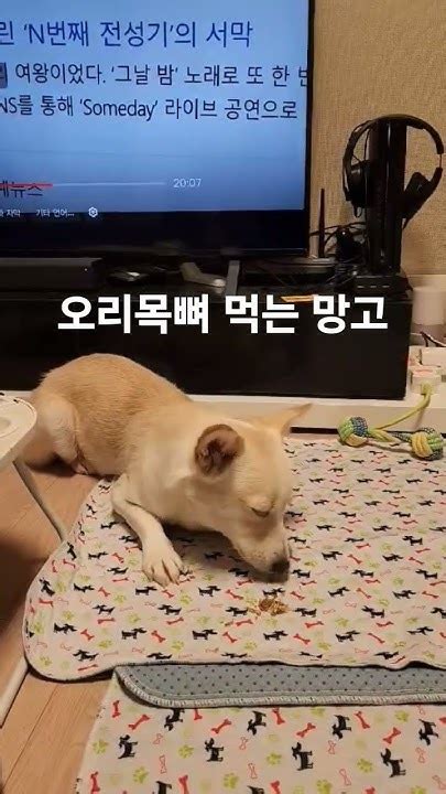 망고 오리목뼈 먹방 ㅎ 진도코기 강아지일상 Asmr 강아지먹방 강아지먹방asmr Youtube