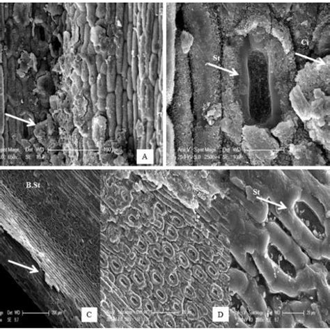 Factor Map Of Anticlinal Wall Pattern Of Epidermal Cells In Accordance Download Scientific