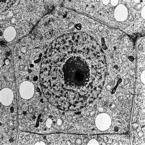 Animal Cell Structure Revealed By Electron Microscopy