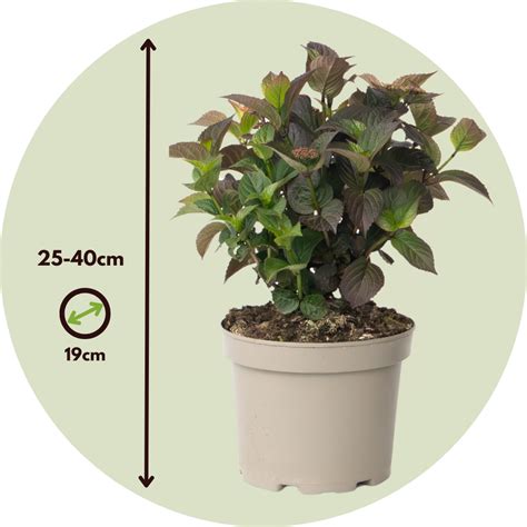 Hydrangea Dare Devil 2 Pieces Hydrangea Florastore