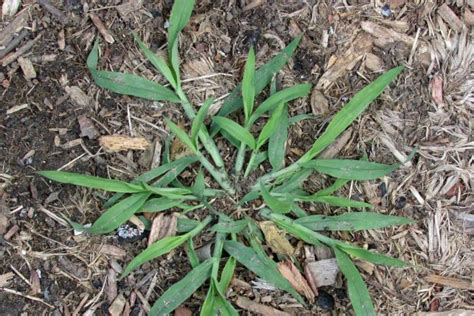 5 Of The Most Common Weeds In Your Lawn And How To Get Rid Of Them