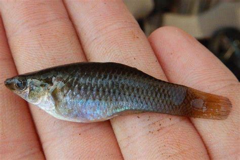 5 Fakta Molly Amazon Ikan Mungil Yang Bisa Mengkloning Diri Idn Times