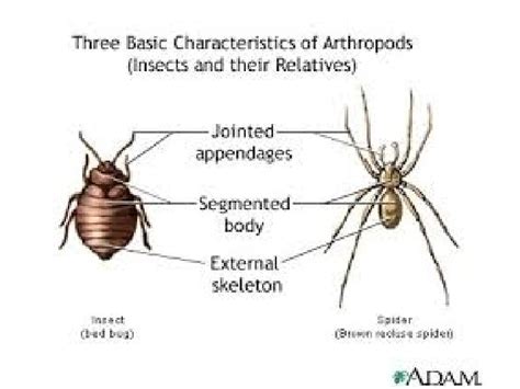 Phylum Arthropoda Arthro Joint Poda Foot Habitat Arthropods