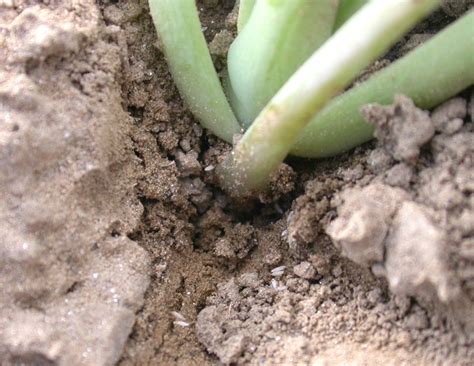 What Are Root Maggots At Matthew Fisken Blog
