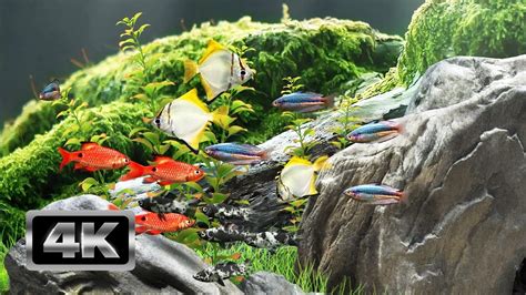 3d Aquarium 1 Hour Fish Tank Tv Screensaver And Live Wallpaper 4k Vol