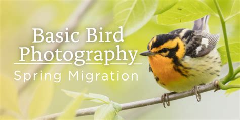 Basic Bird Photography Spring Migration Preparation Mpex Learning