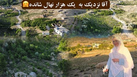 بزرگ‌ترین برنامه نهال‌شانی در جاغوری آقا نزدیک به یک هزار نهال شانده