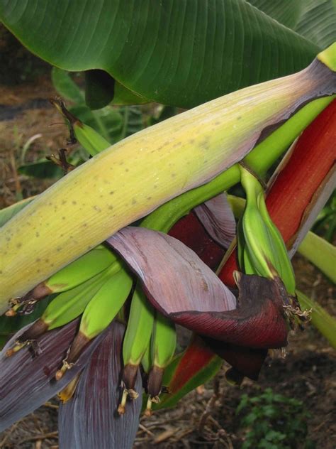 Bananas Davis Localwiki