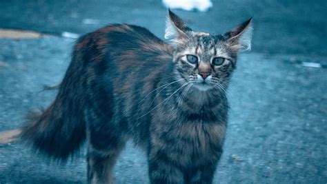 Unit Testing Nestjs Applications With Jest A Beginners Guide By Weerayut Teja Medium