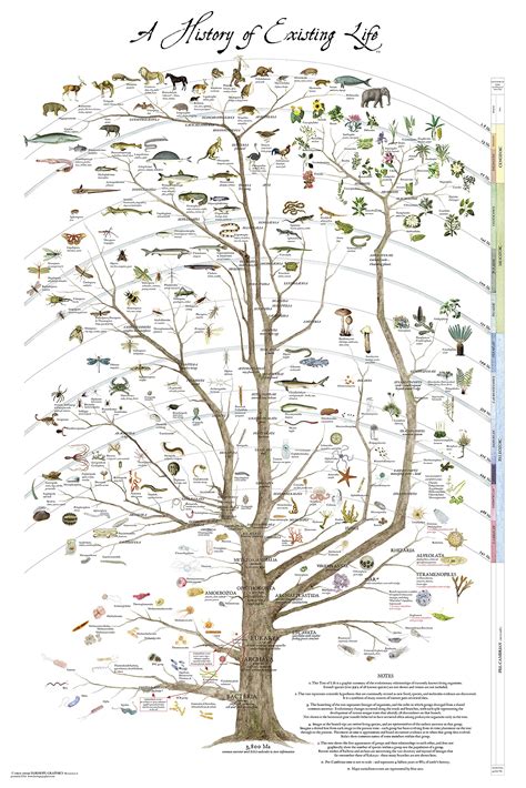 Tree Of Life Poster Print Science Poster Natural History
