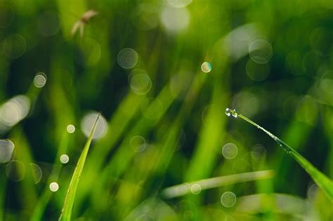 Grass Dew Morning Free Photo On Pixabay Pixabay Grass Dew Morning Free Photo On Pixabay Pixabay