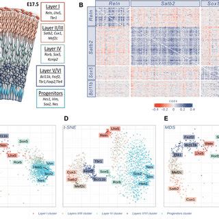 Gene Clustering In ScRNA Seq Analysis A The Six Layers Of Download Scientific Diagram