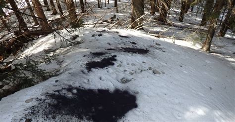 Ce Sunt Insectele Negre Apărute Pe Ger Specialiștii Explică Fenomenul