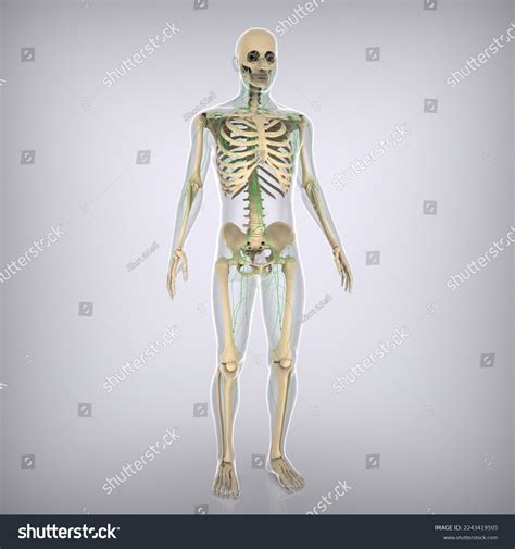 Human Lymph Node System Spleen Anatomy D Stock Illustration