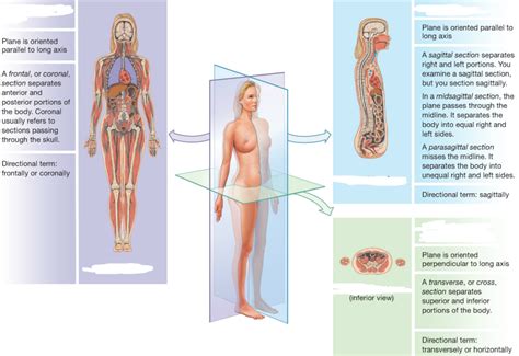 Biol 223 Diagram 4 Diagram Quizlet