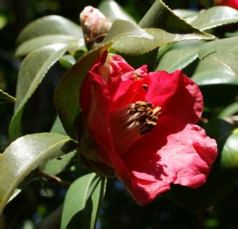 跡見群芳譜 樹木譜 アキノヤマ