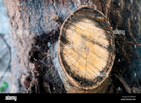 Tree Cross Section Stock Photo Alamy