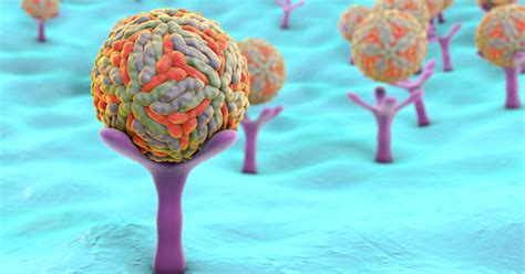 Targeting The “sugar Receptor” Siglec 10 For Immune Regulation Health