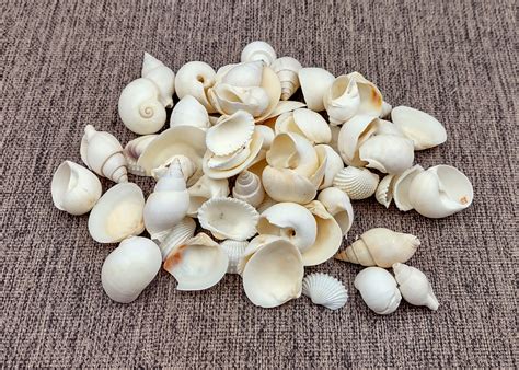 Small White Assorted Seashell Mix Approx 1 Cup 125 Assorted Shells