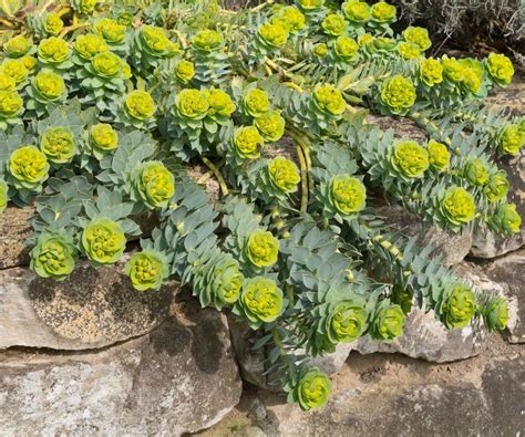 Best Drought Tolerant Ground Cover Plants 12 Low Growing Plants