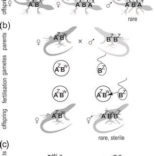 Reproduction And Sex Determination Systems In Three Parthenoge Netic Download Scientific