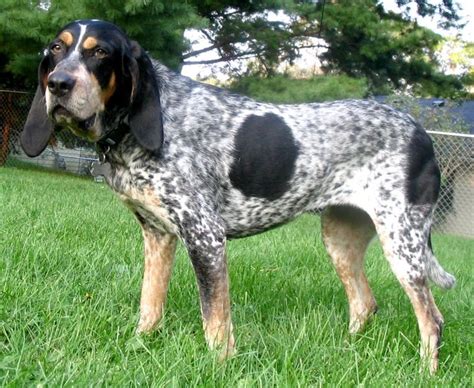 Coonhound Wikipedia