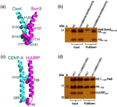 The N Terminal Region Of The α 2 Helix Of Cenh3 Is Sufficient For