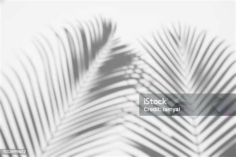 흰색 벽에 그림자 야자수 잎의 추상적인 배경입니다 흰색과 검은색 0명에 대한 스톡 사진 및 기타 이미지 0명 곡선 관목 Istock