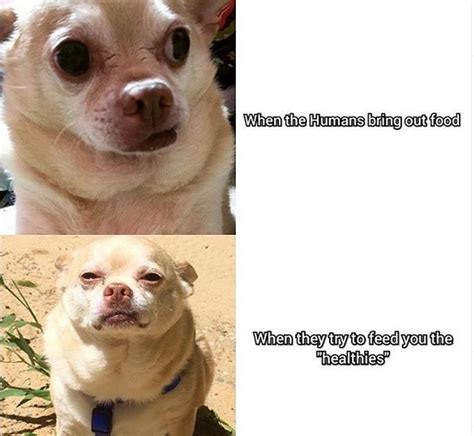 14 Funny Chihuahua Memes That Will Make You Smile Page 2 Of 3 Petpress