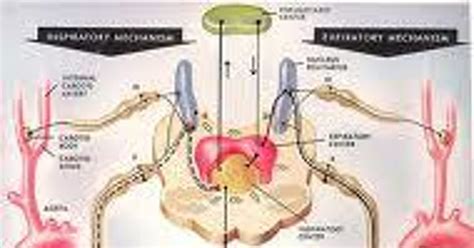 Breathing Center Lyons Health About Me