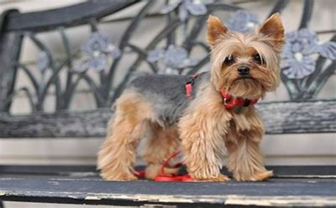 宠物狗 宠物狗图片 宠物狗狗品种大全 宠物网