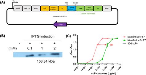 Expression Test And Avidity Effects Of Bivalent Scfv A Plasmid