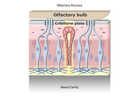 Olfactory Mucosa