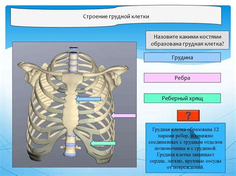 Опорно двигательная система презентация онлайн